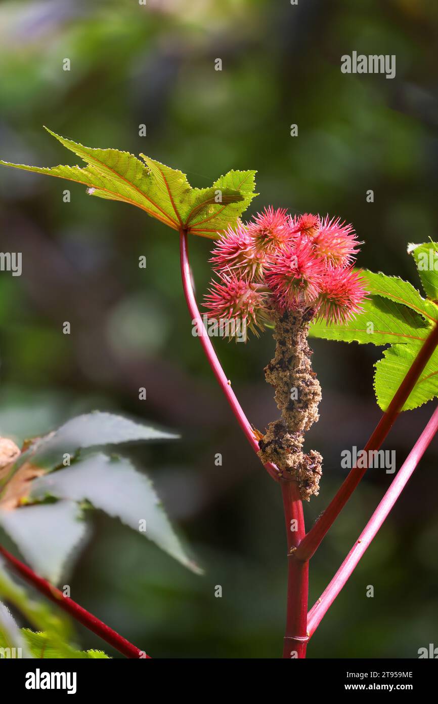 castor-oil plant, castor oil plant, ricin, Castor bean, Castorbean ...