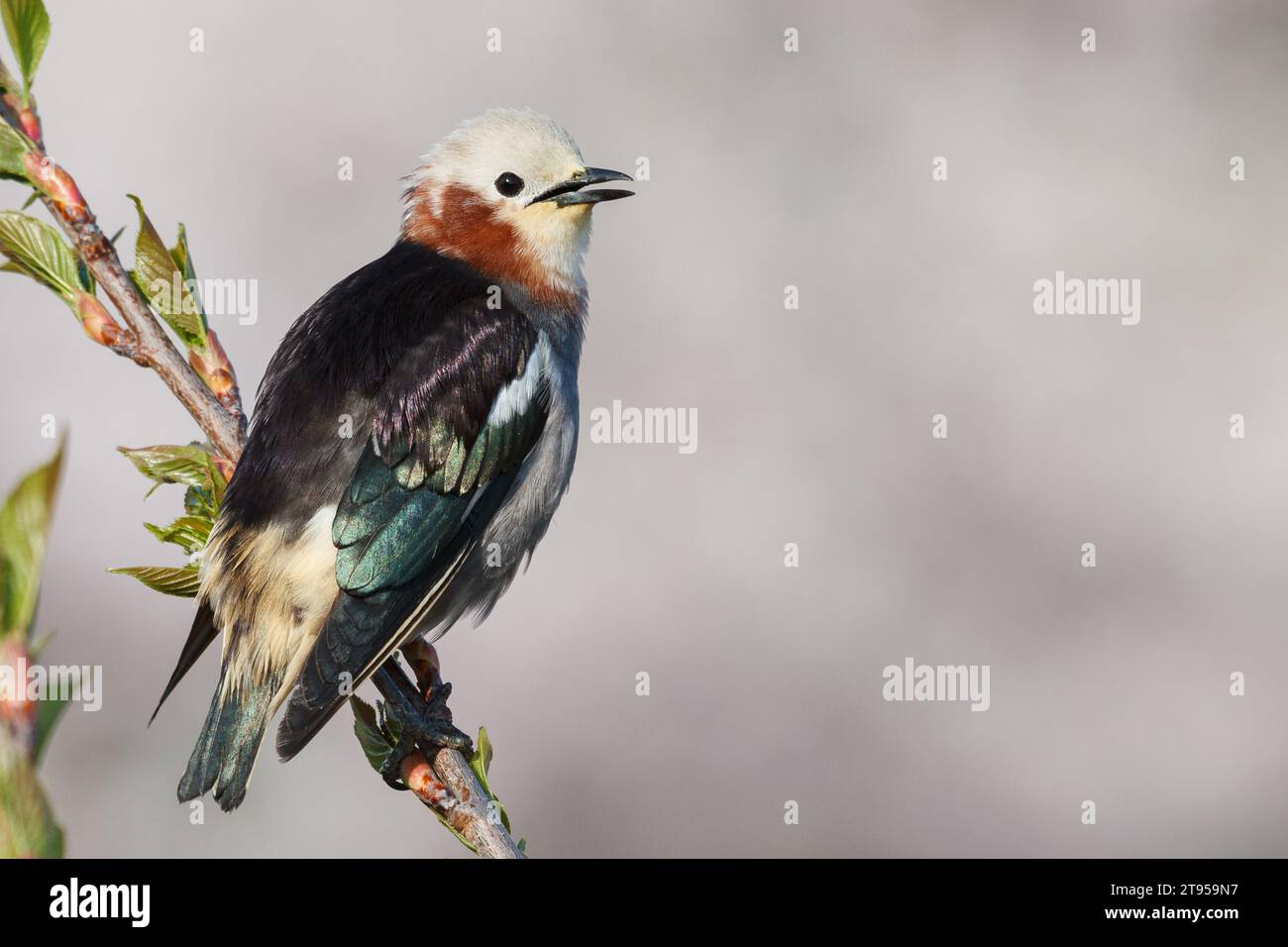 Chestnut-cheeked starling (Agropsar philippensis), male sitting on a ...