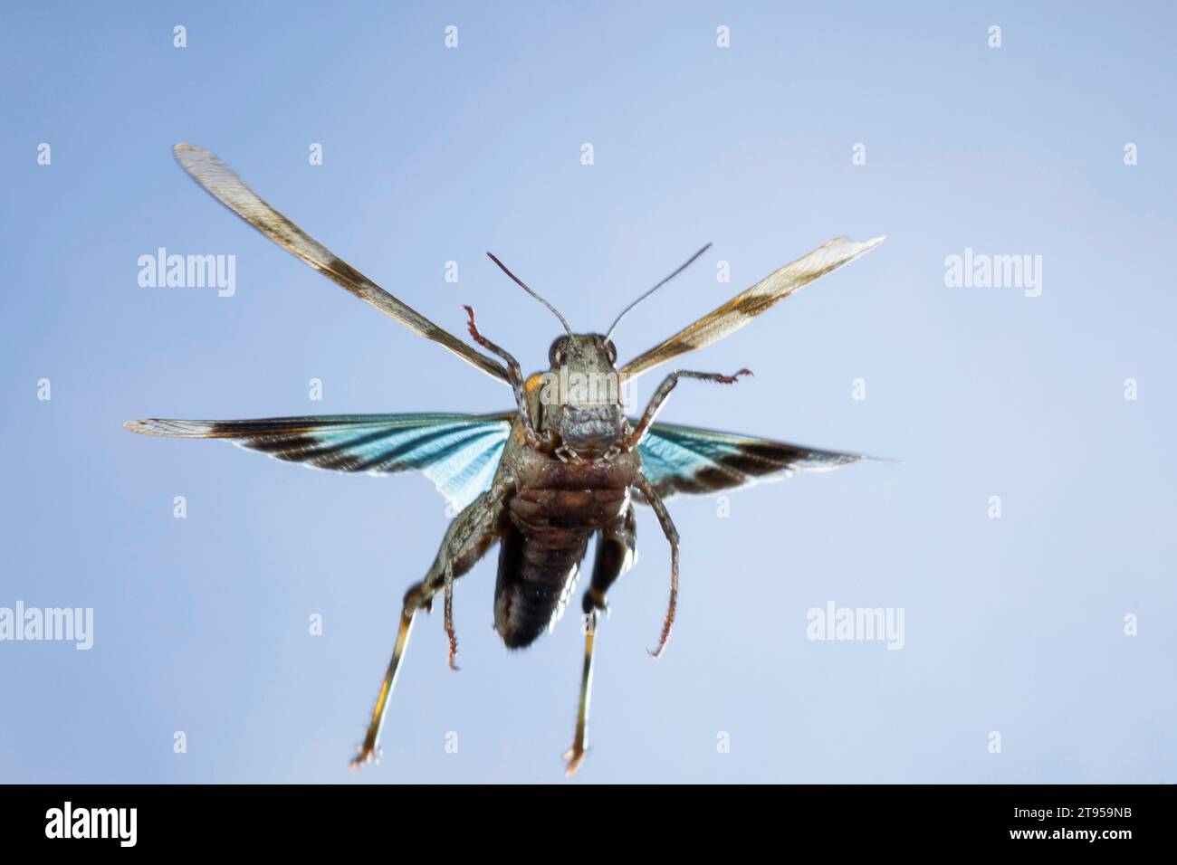 Blue-winged grasshopper (Oedipoda coerulescens, Oedipoda caerulescens ...