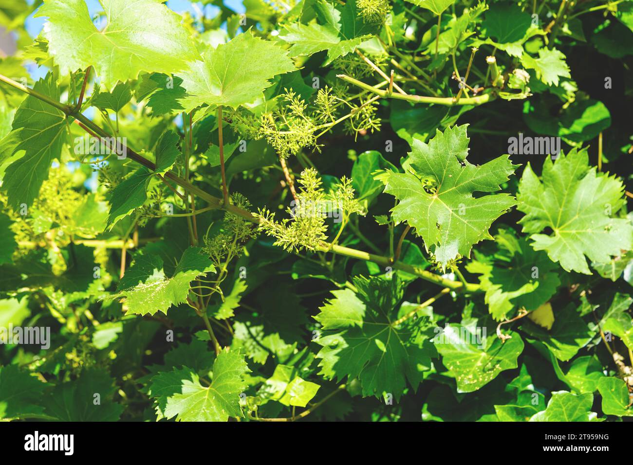 grape-vine, vine (Vitis vinifera), blooming Stock Photo - Alamy