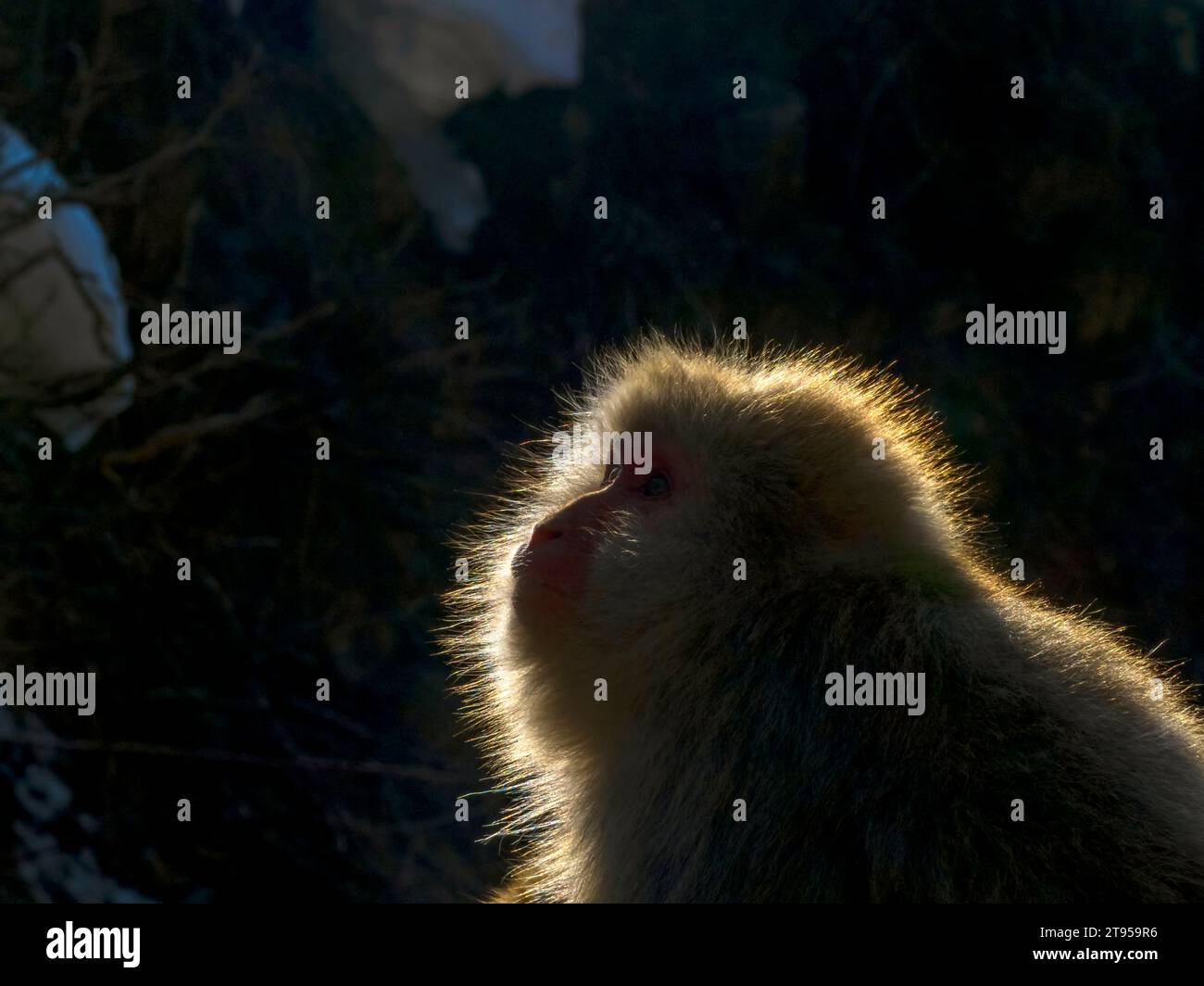 Japanese macaque, snow monkey (Macaca fuscata), portrait in the ...
