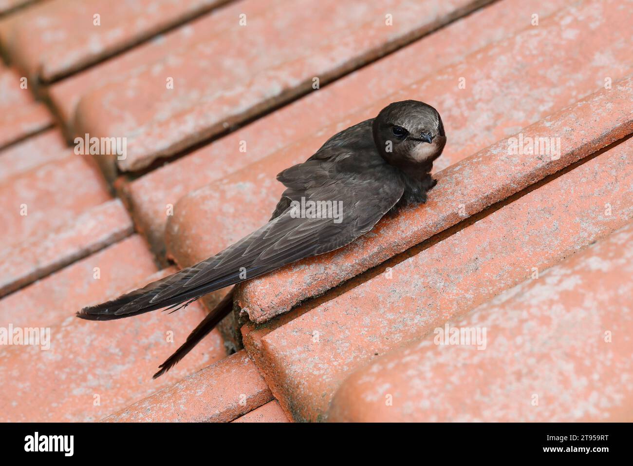 Eurasian swift (Apus apus), perching on pantiles, side view, Germany ...