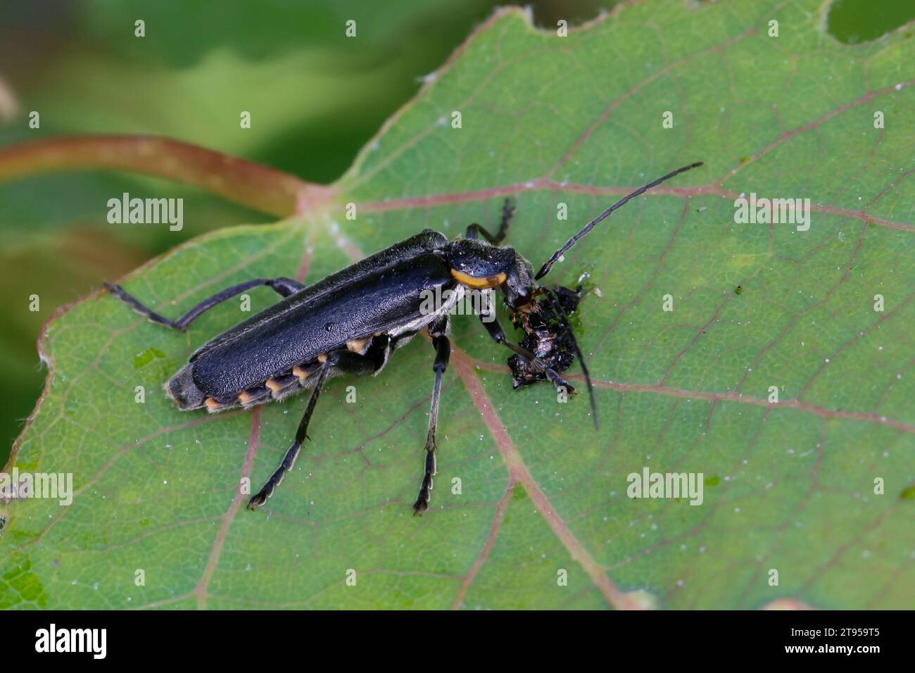 soldier beetle (Cantharis paradoxa), feeding on an insect, Germany ...