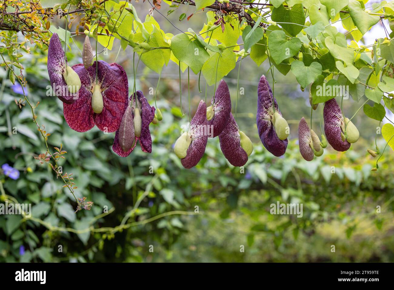 Giant Dutchman's Pipe, Dutchman's Pipe, Giant Pelican Flower, Pelican ...
