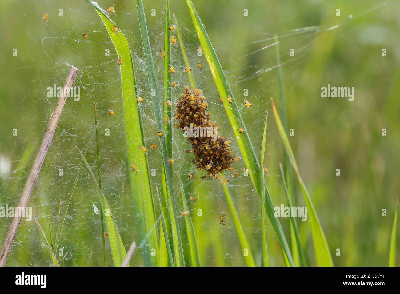 cross orbweaver, European garden spider, cross spider (Araneus ...