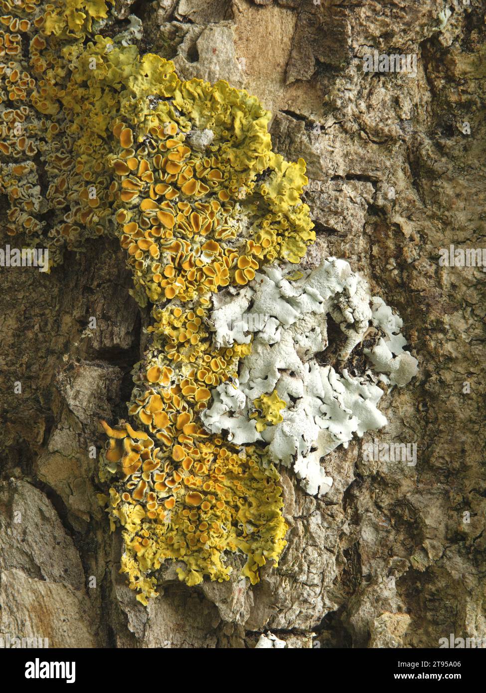 Common orange lichen, Yellow scale, Maritime sunburst lichen, Shore ...