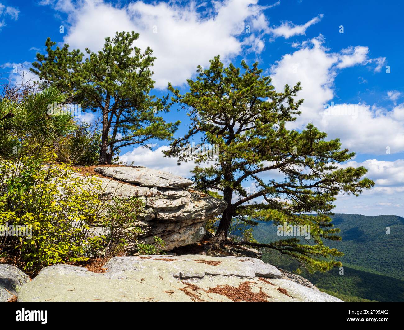 Perched atop a cliff, two resilient pine trees frame the stunning ...