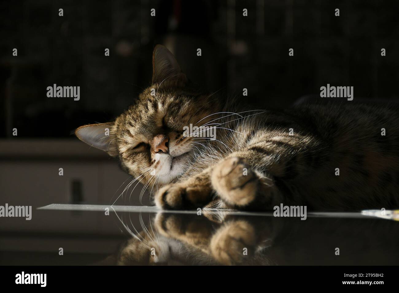 My beautiful cat ,she was napping on dining table and enjoying the ...