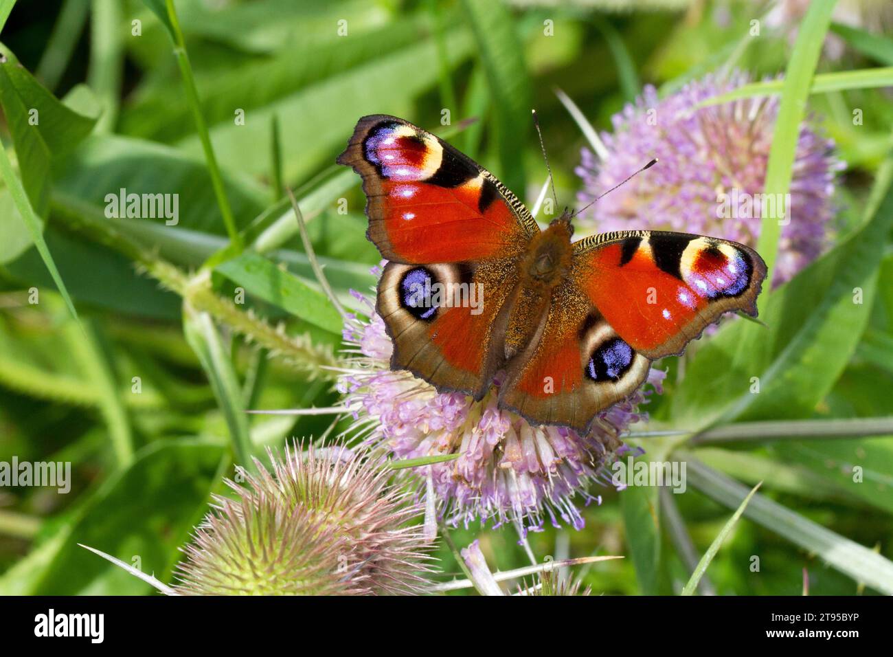 European Peacock (Aglais io) butterfly on a teasel flower-head in a ...
