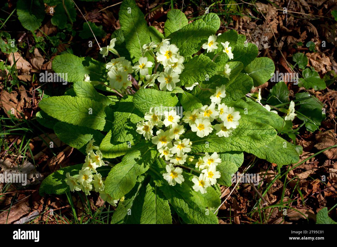 A Primrose (Primula vulgaris) plant under the shade of a tree in ...