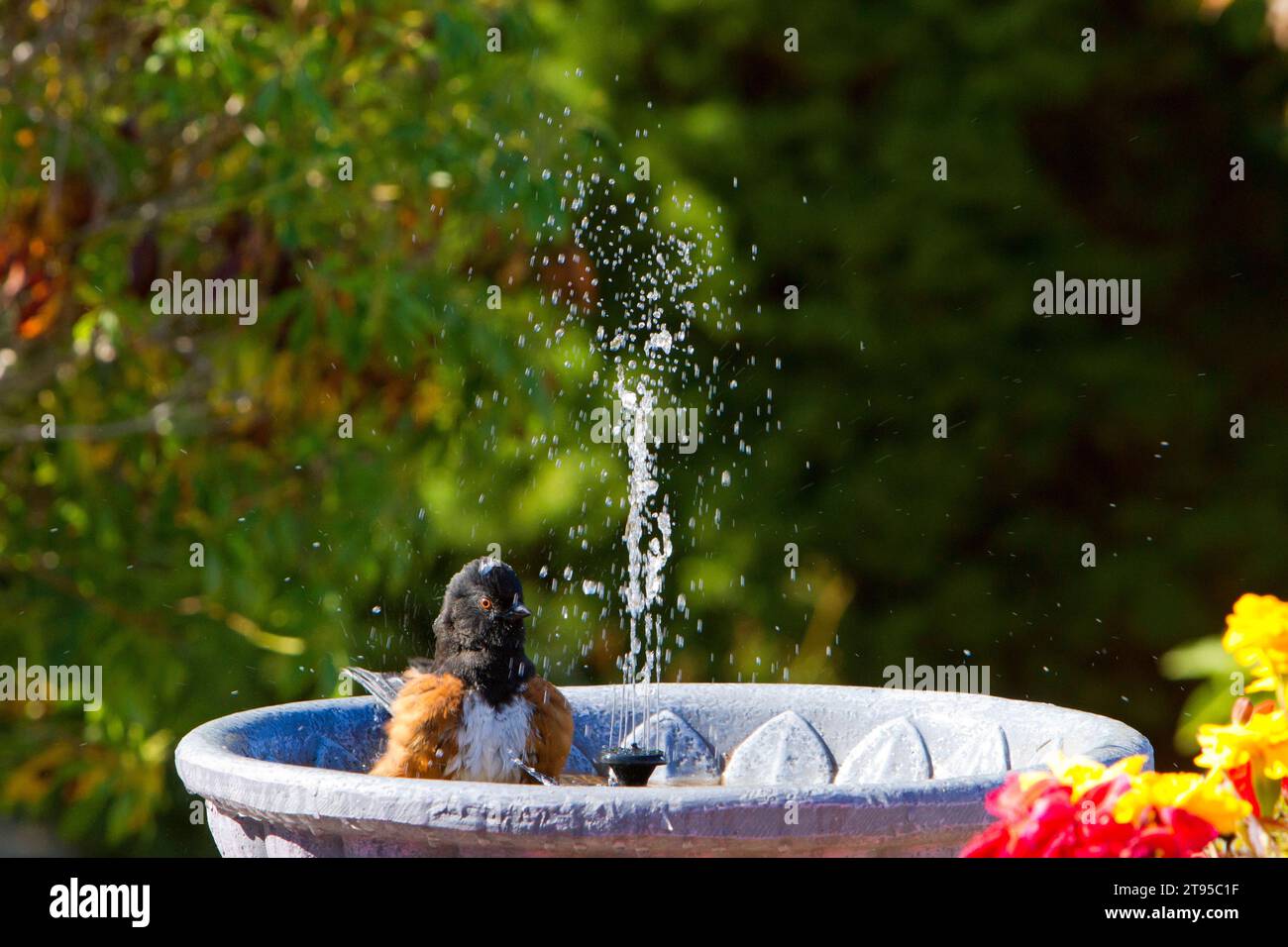 Spotted Towhee (Pipilo maculatus) at a garden bird bath with fountain ...