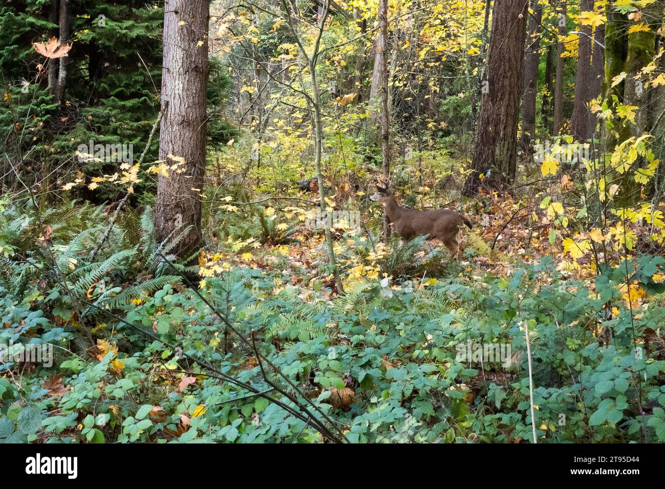 WIldlife in Discovery park in Seattle Stock Photo - Alamy