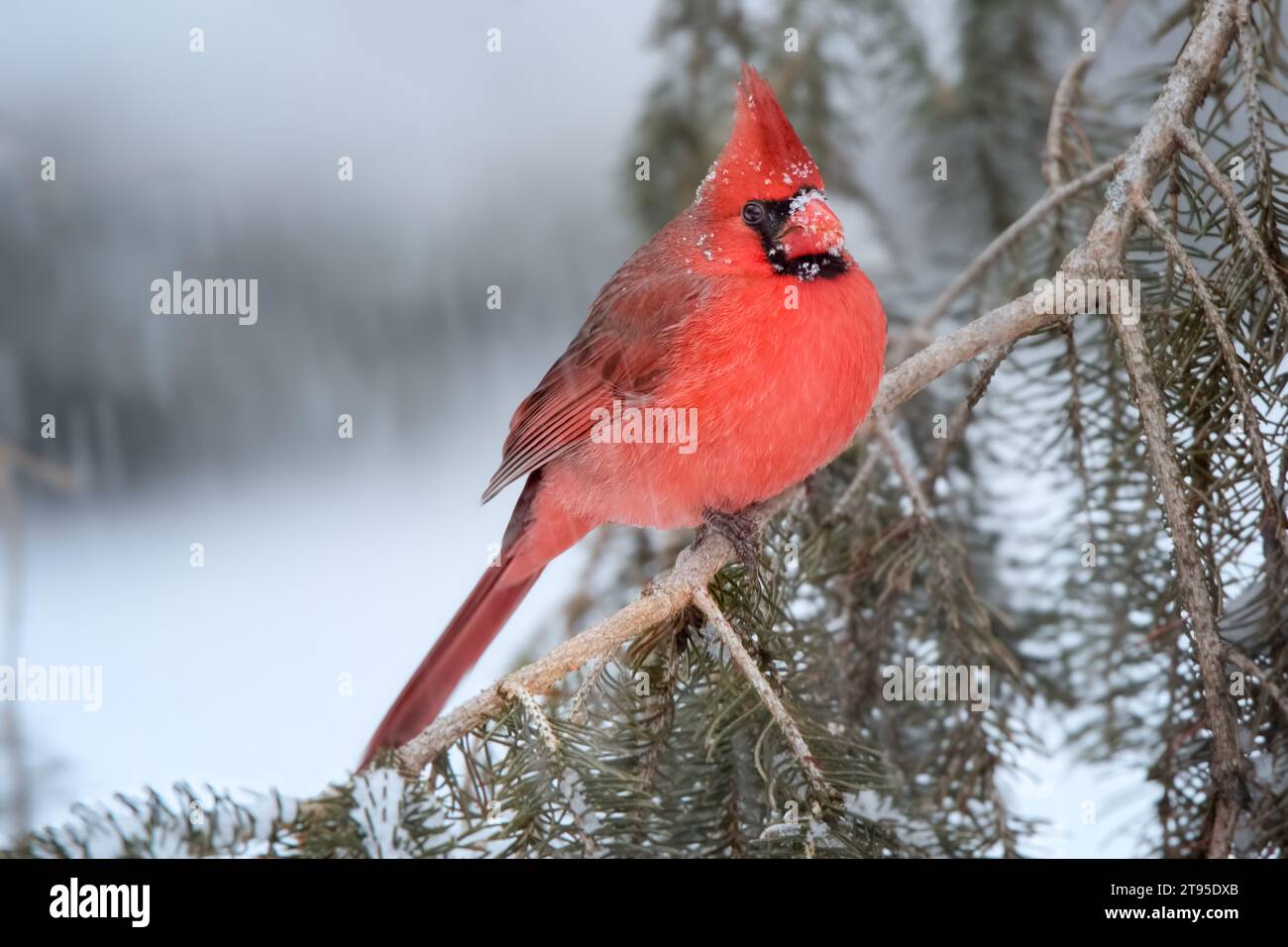 Close up male Northern Cardinal (Cardinalis cardinalis) perching in ...