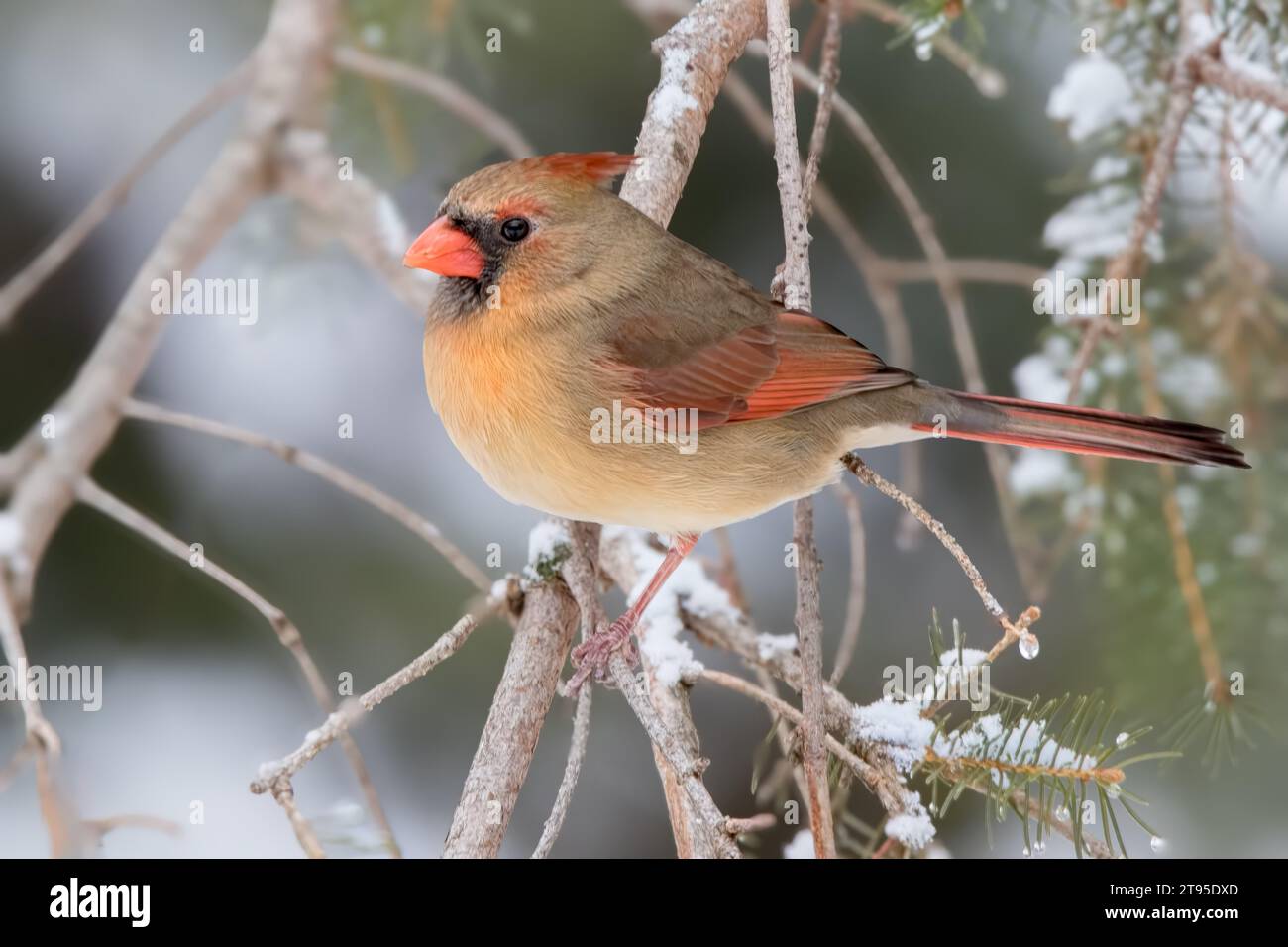 Close up female Northern Cardinal (Cardinalis cardinalis) perching in ...