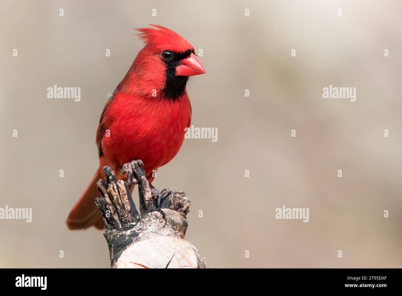 Close up male Northern Cardinal (Cardinalis cardinalis) perching on ...