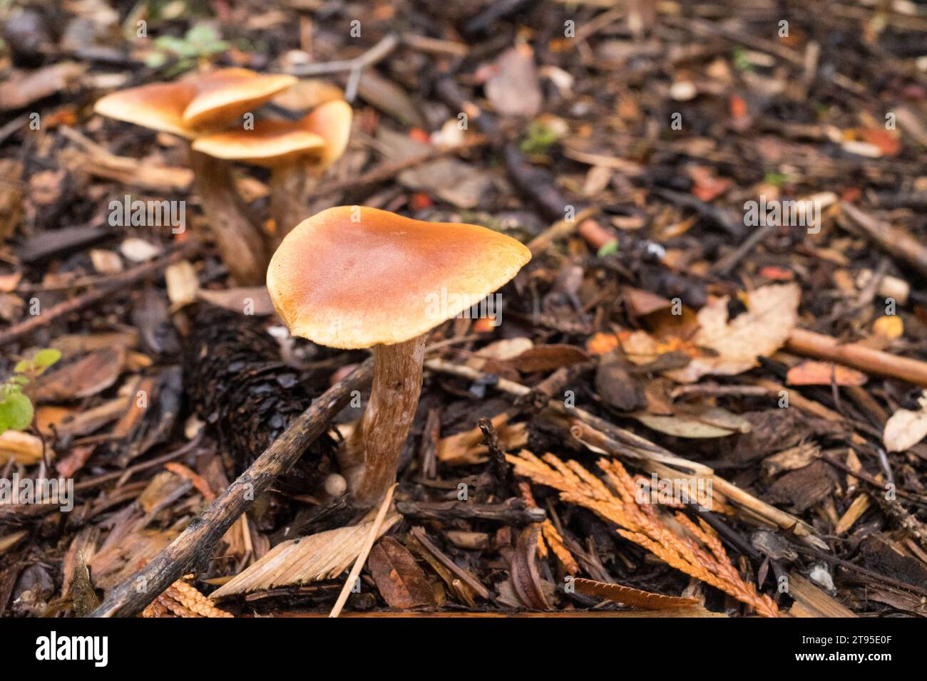 Seattle, USA. 10th Nov, 2023. Wild mushrooms of the PNW Stock Photo - Alamy