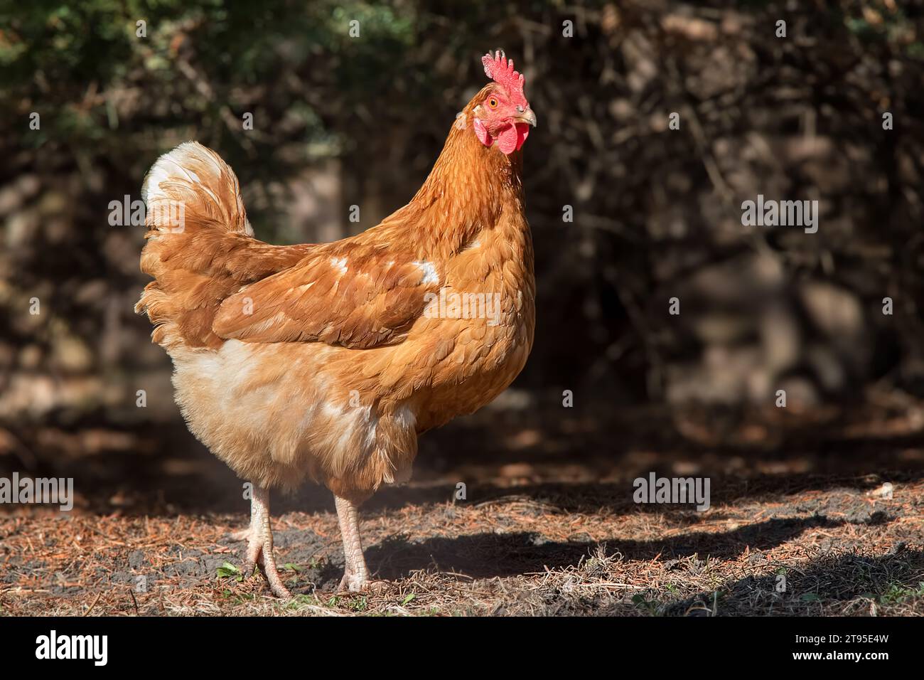 Free range egg farming hi-res stock photography and images - Alamy