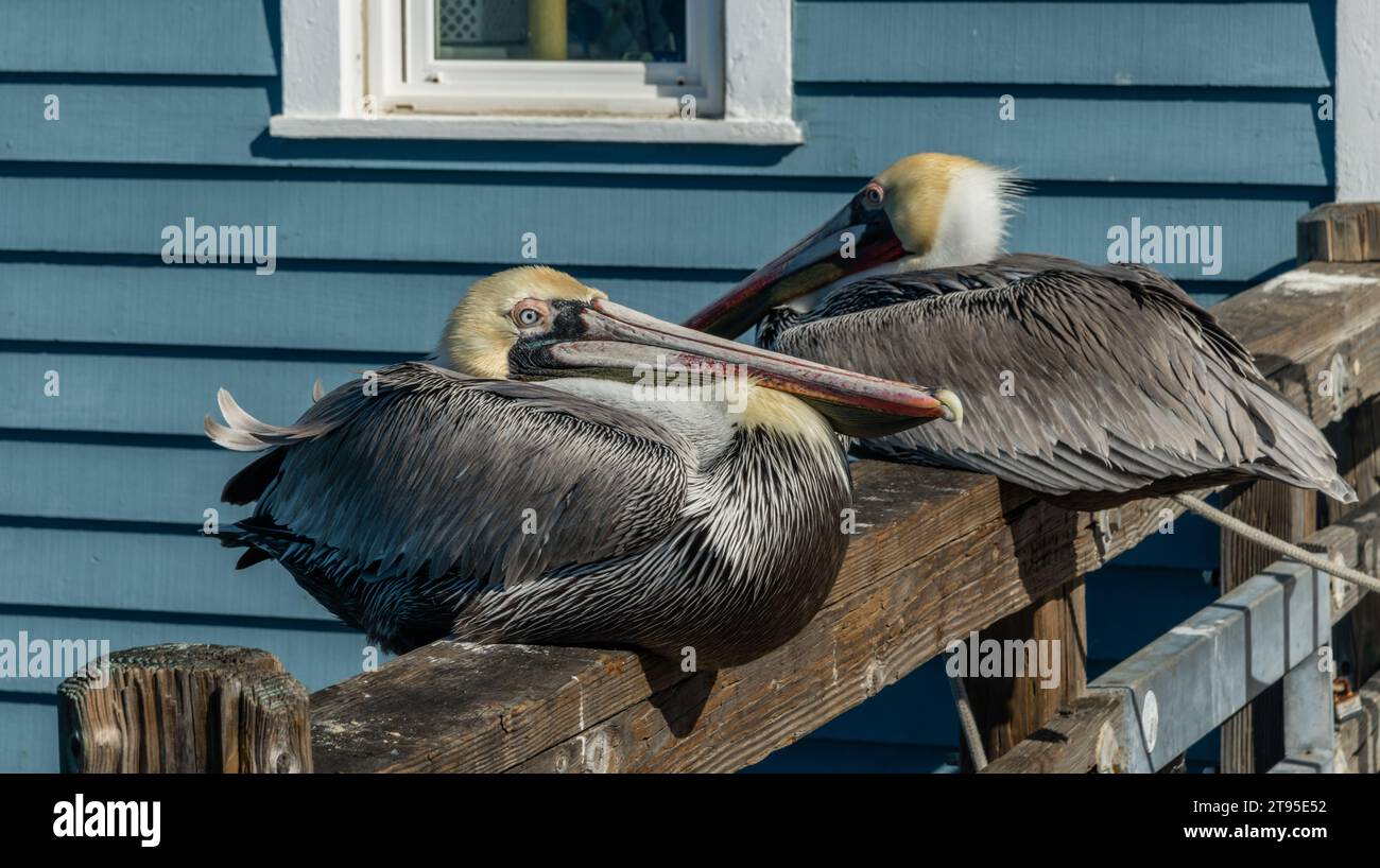 Two brown pelicans resting on the railing of the Oceanside Pier ...