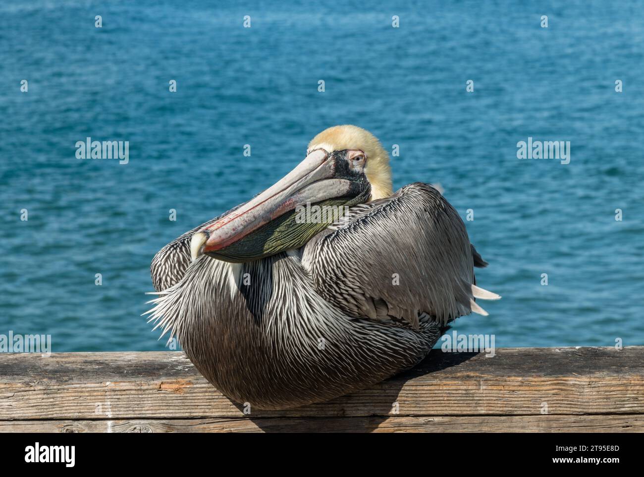 Brown pelican resting on the railing of the Oceanside Pier, Southern ...