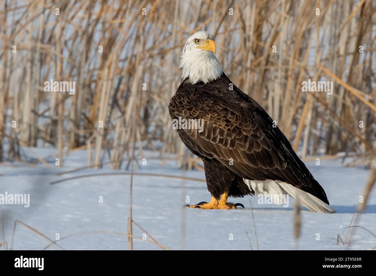 Adult Bald Eagle (Haliaeetus leucocephalus) in a frozen winter cattail ...