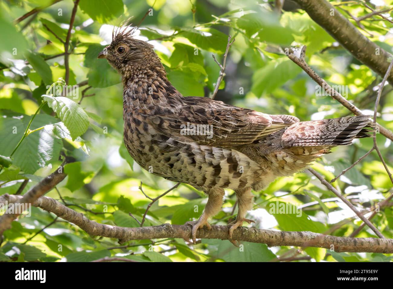 Close up Ruffed Grouse (Bonasa umbellus) perched on tree branch summer ...