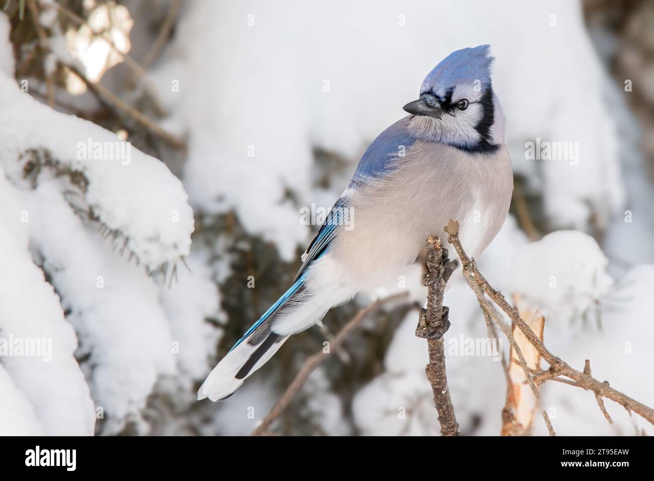 Close up Blue Jay (Cyanocitta cristata) perching in the boughs of White ...