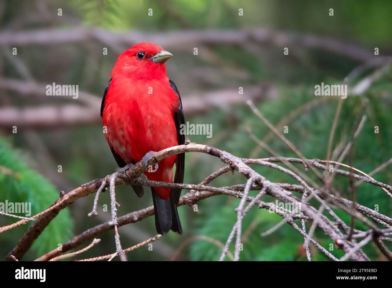 Male Scarlet Tanager (Piranga olivacea) perched on White Spruce twigs ...