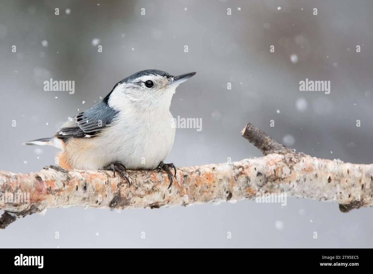 Close up White Breasted Nuthatch (Sitta carolinensis) perched in ...