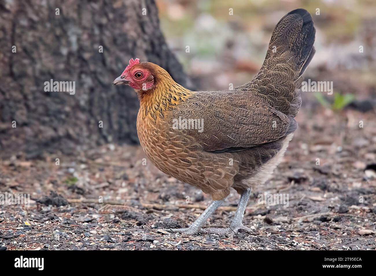 Bantam chickens hi-res stock photography and images - Alamy