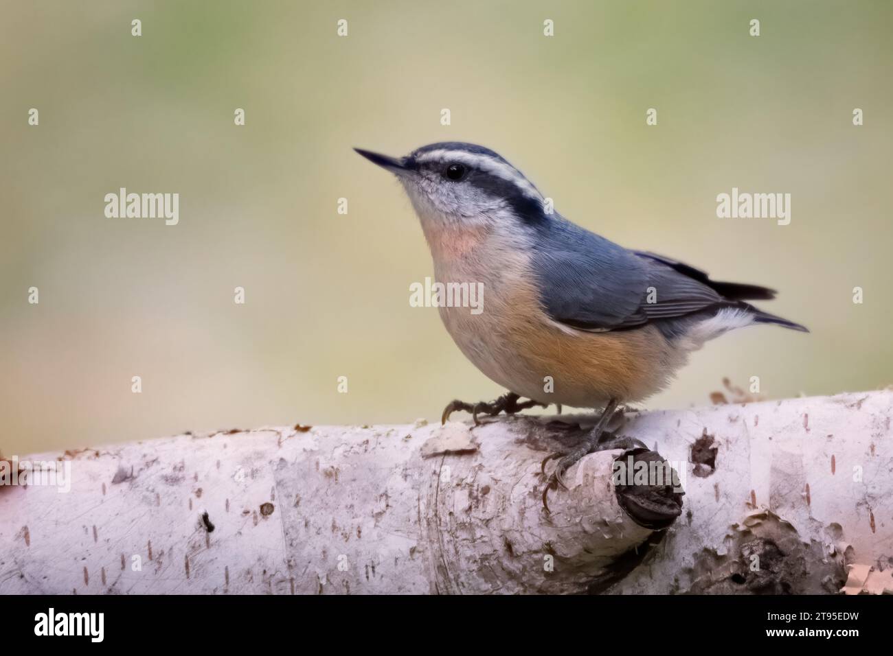 Close up Red Breasted Nuthatch (Sitta canadensis) berched on Birch ...