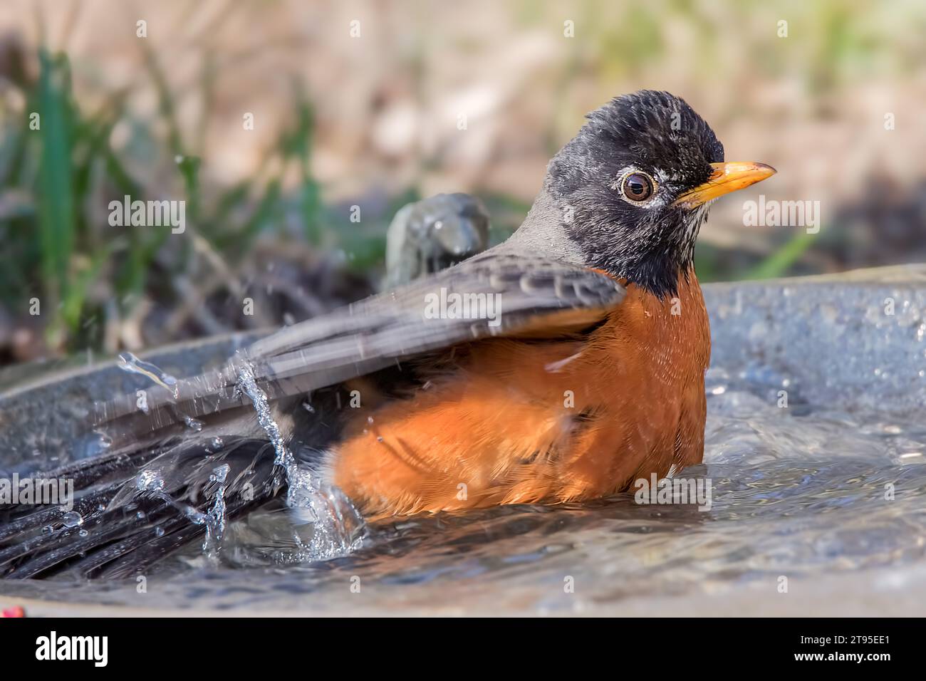 Close up American Robin (Turdus migratorius) taking a splashing bath in ...