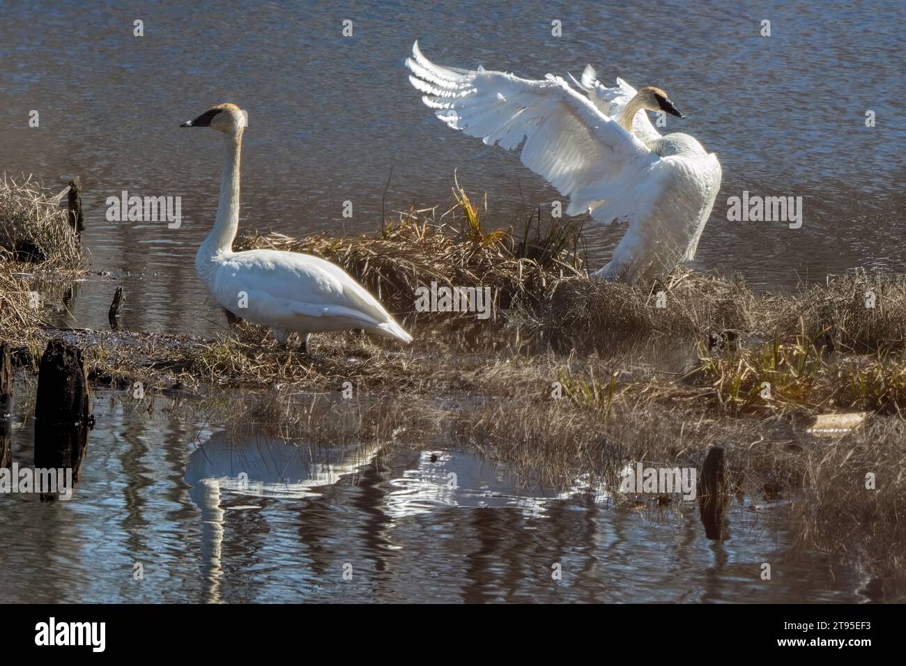 Pair Trumpeter Swans (Cygnus buccinator) flapping wings reflection in ...