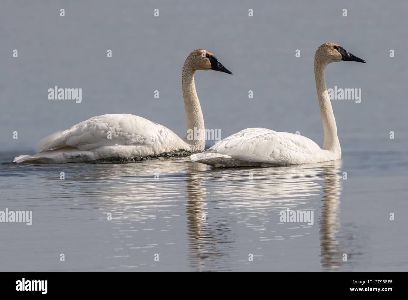Pair Trumpeter Swans (Cygnus buccinator) swimming in remote lake ...