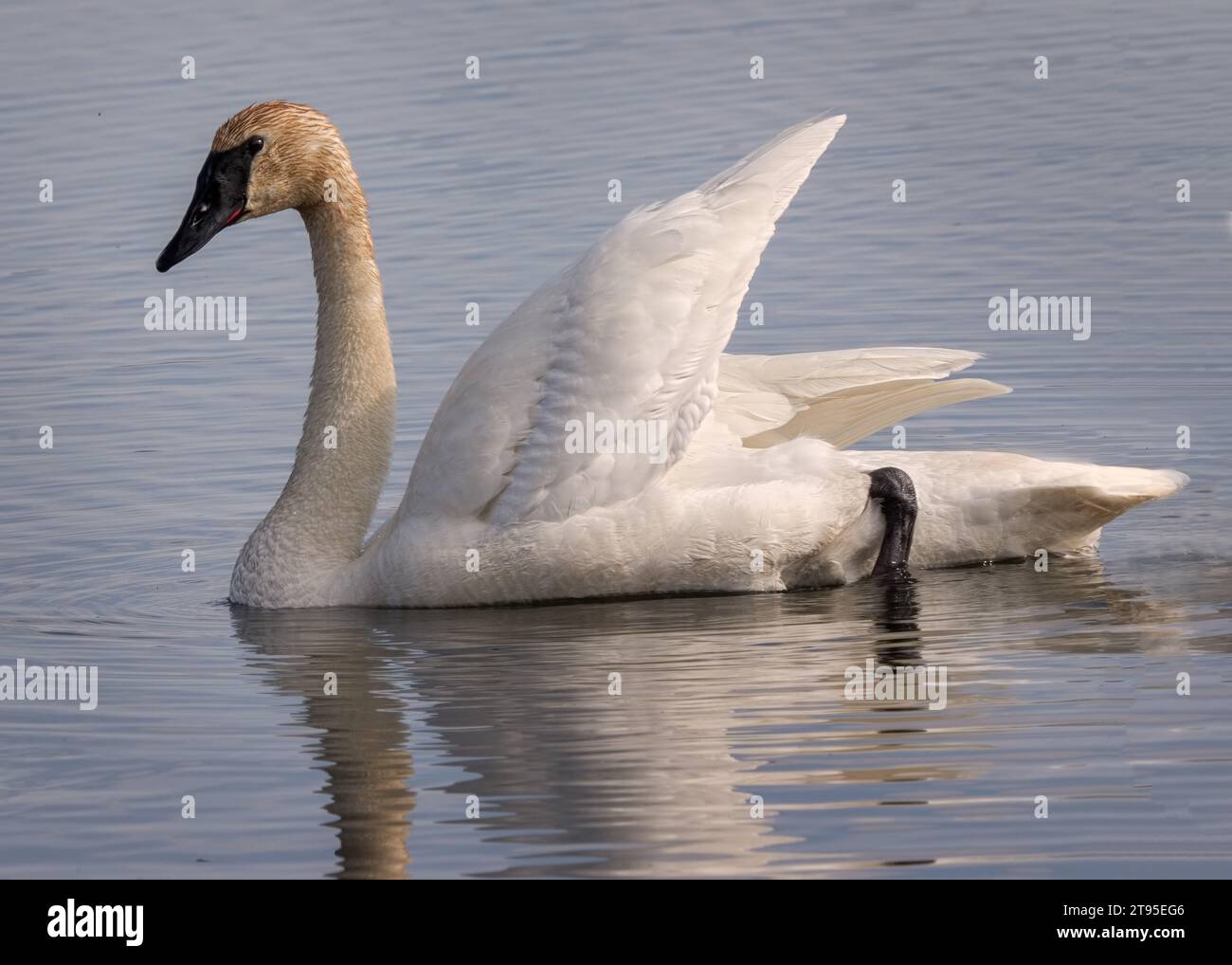 Trumpeter Swan (Cygnus buccinator) swimming in lake with leg in air ...