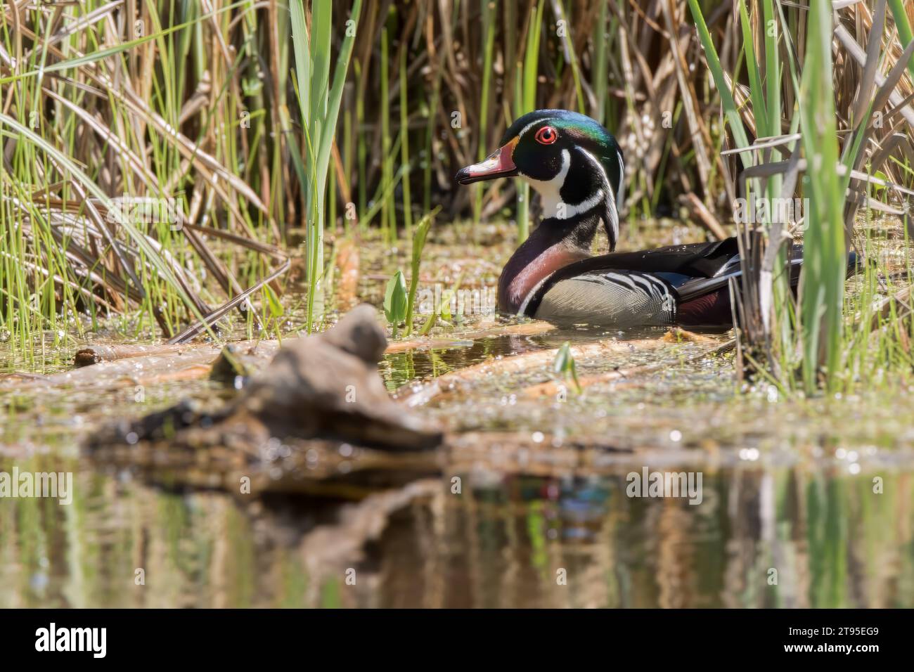 Drake Wood Duck (Aix sponsa) swimming in marshy cattail swamp in the ...