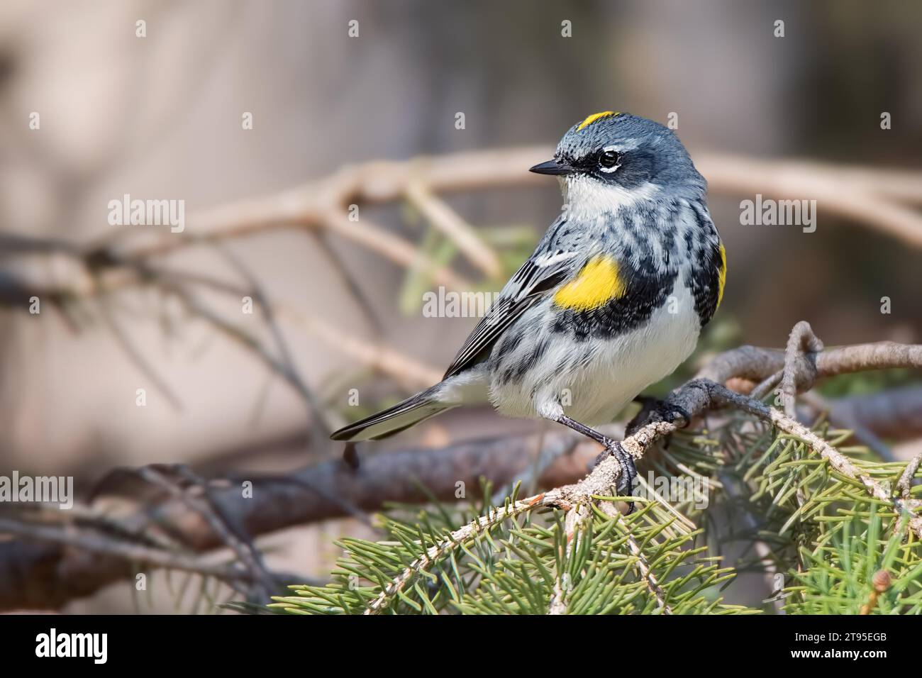 Yellow Rumped Warbler (Setophaga coronata) perching in White Spruce ...