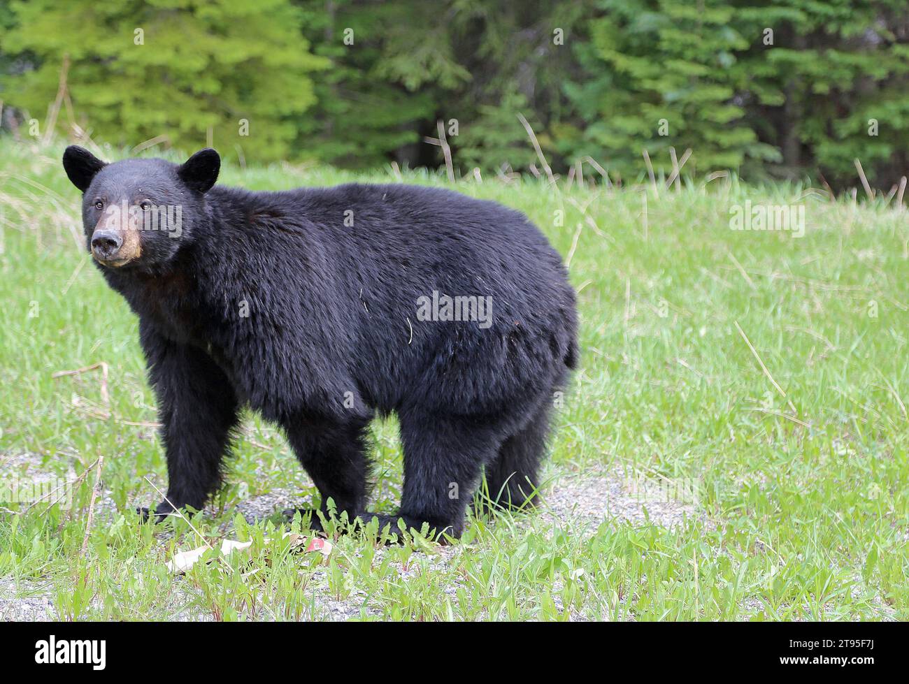 Black bear, Canada Stock Photo - Alamy