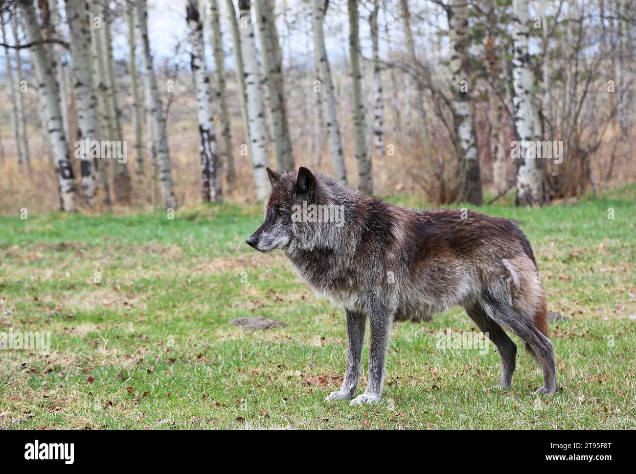 Black Wolfdog alpha, Canada Stock Photo - Alamy