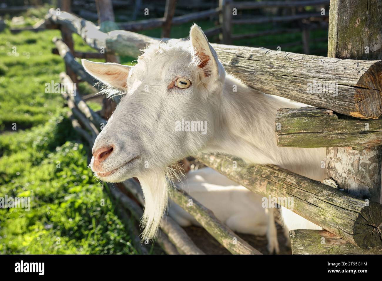 Cute goat inside of paddock at farm Stock Photo - Alamy