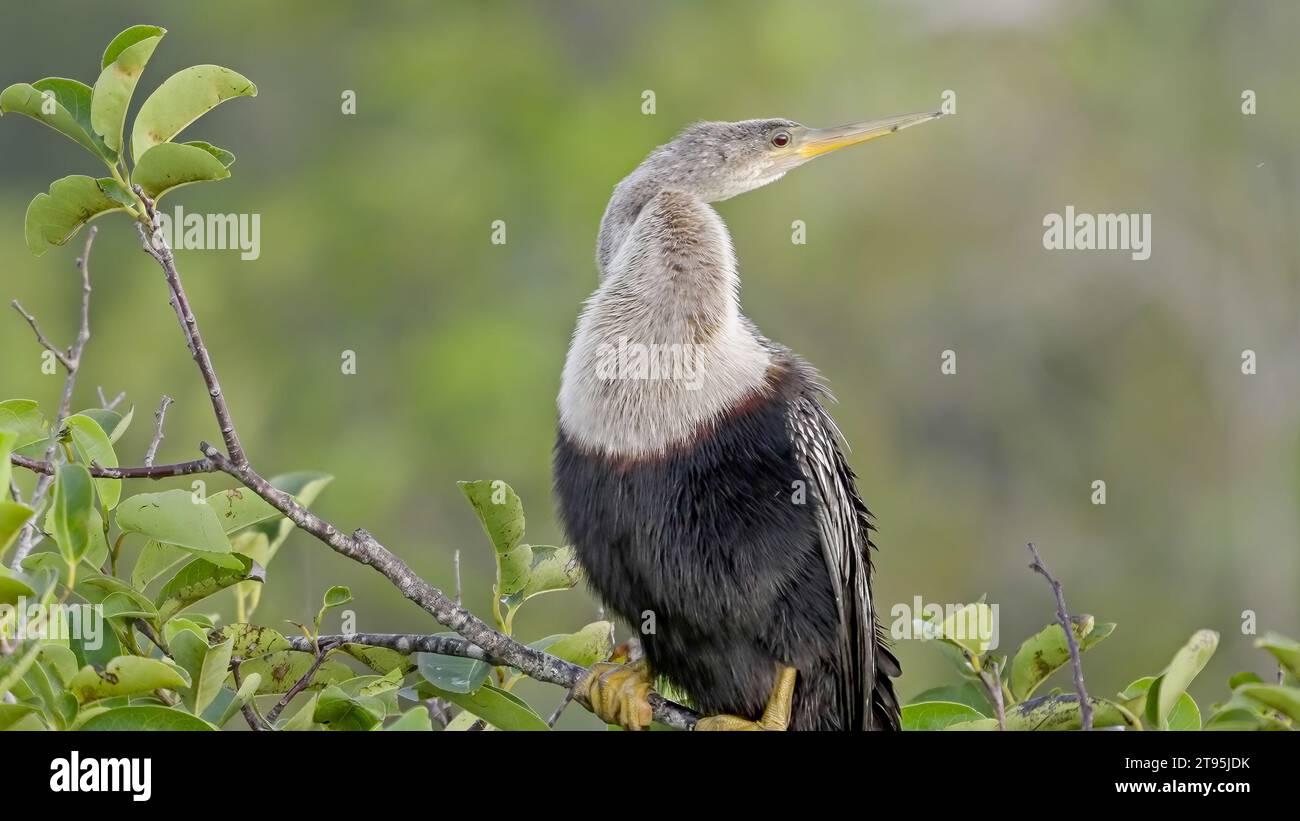front on close up of an anhinga bird perching in a pond apple tree at ...