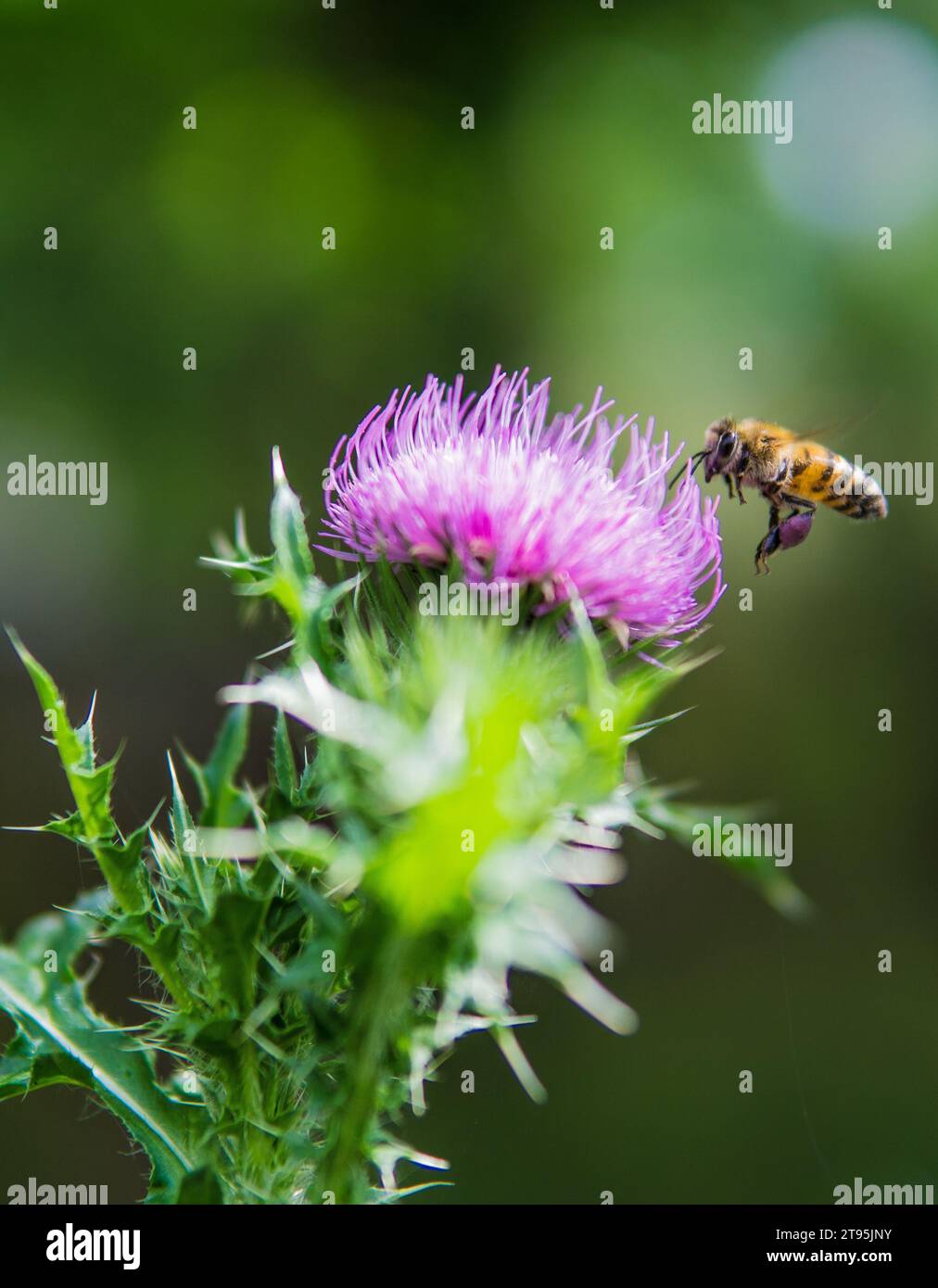 Bee pollinating process hi-res stock photography and images - Alamy