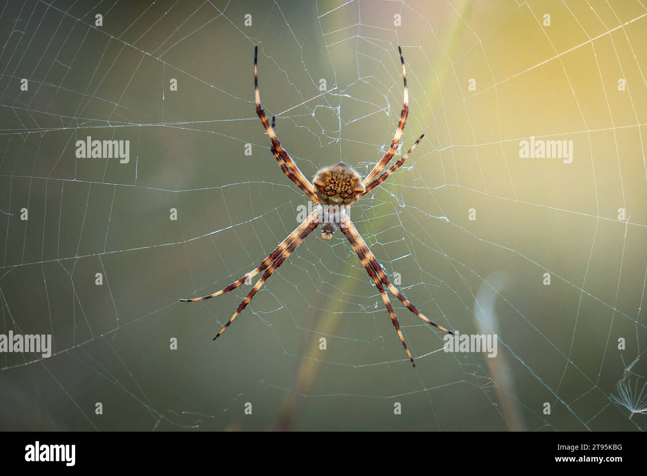 an argiope spider posing on its web Stock Photo - Alamy