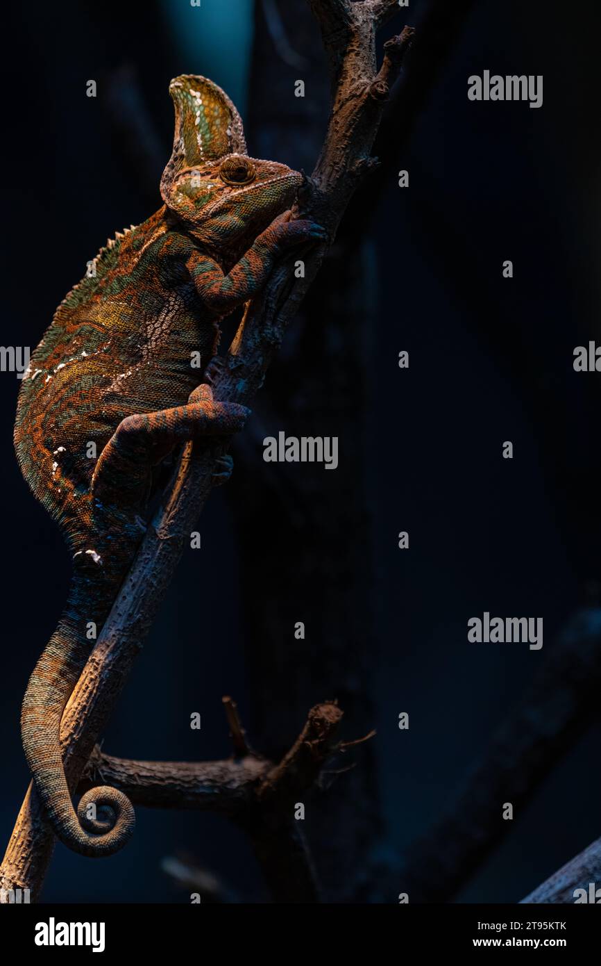 Chinese lizard tail chameleon hi-res stock photography and images - Alamy