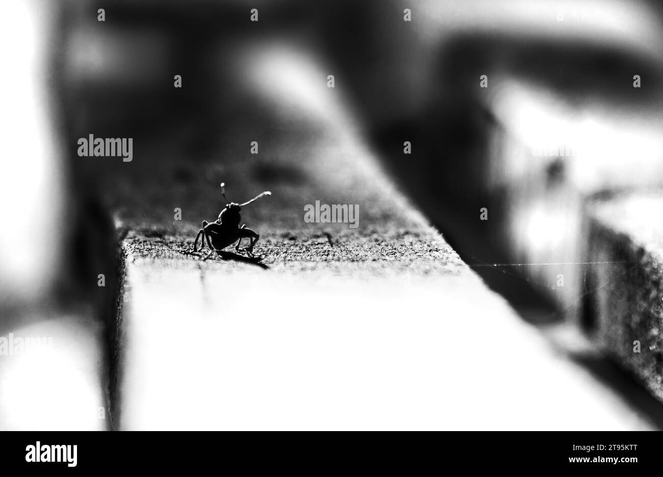 Petite crawling pest hi-res stock photography and images - Alamy