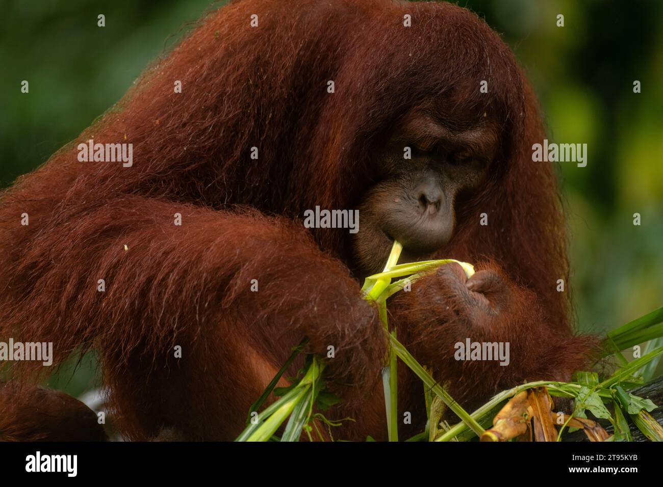 Adult orangutan considering whether he should eat the grass stick ...