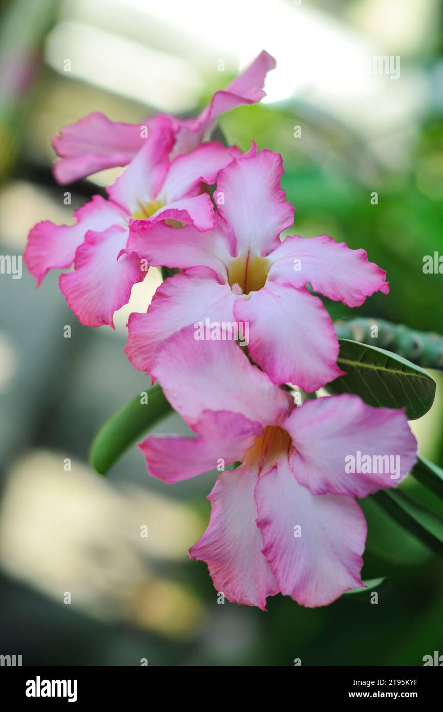 Adenium obesum flowers growing in the garden Stock Photo - Alamy