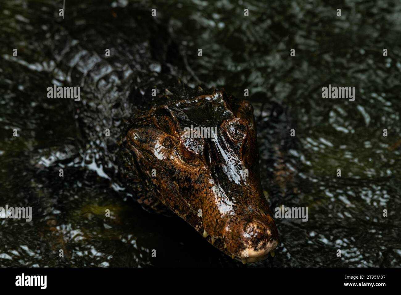 Portrait of Caiman over dark background on a rainy day from Ecuador ...