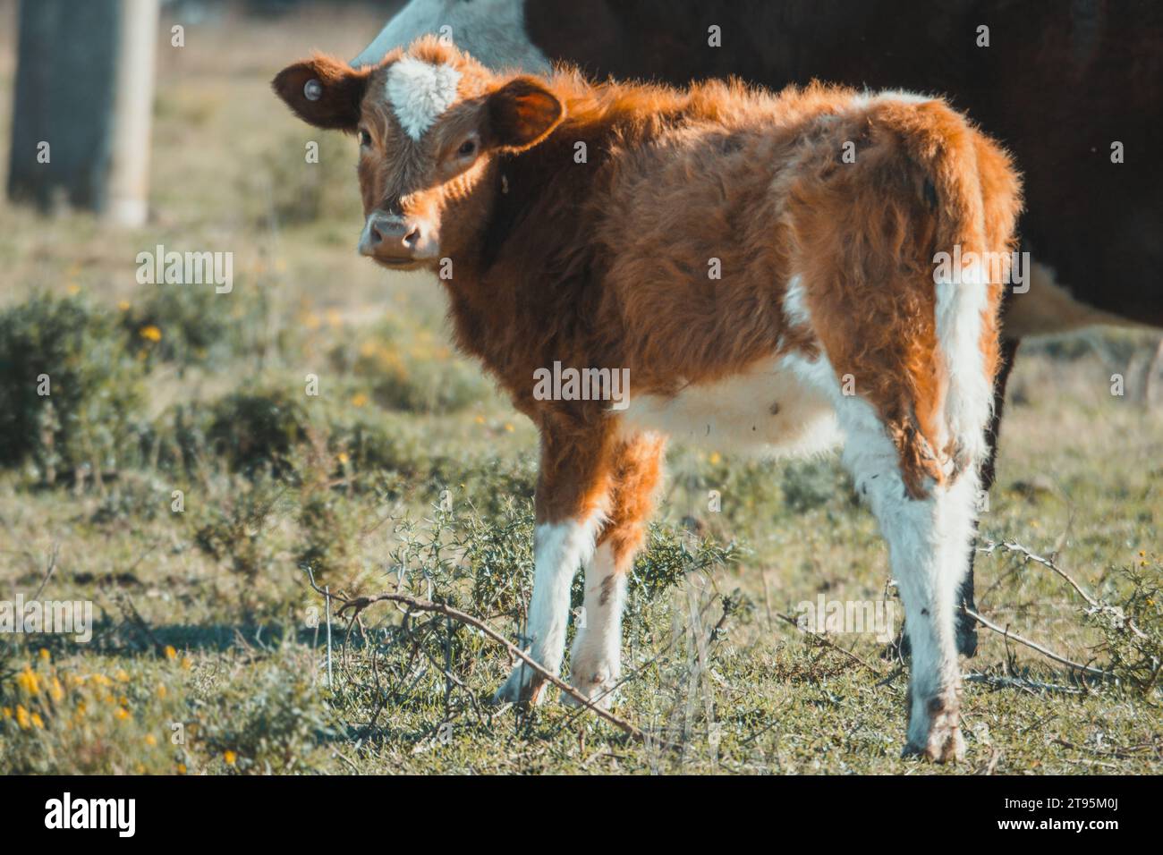 Bovinetrio hi-res stock photography and images - Alamy
