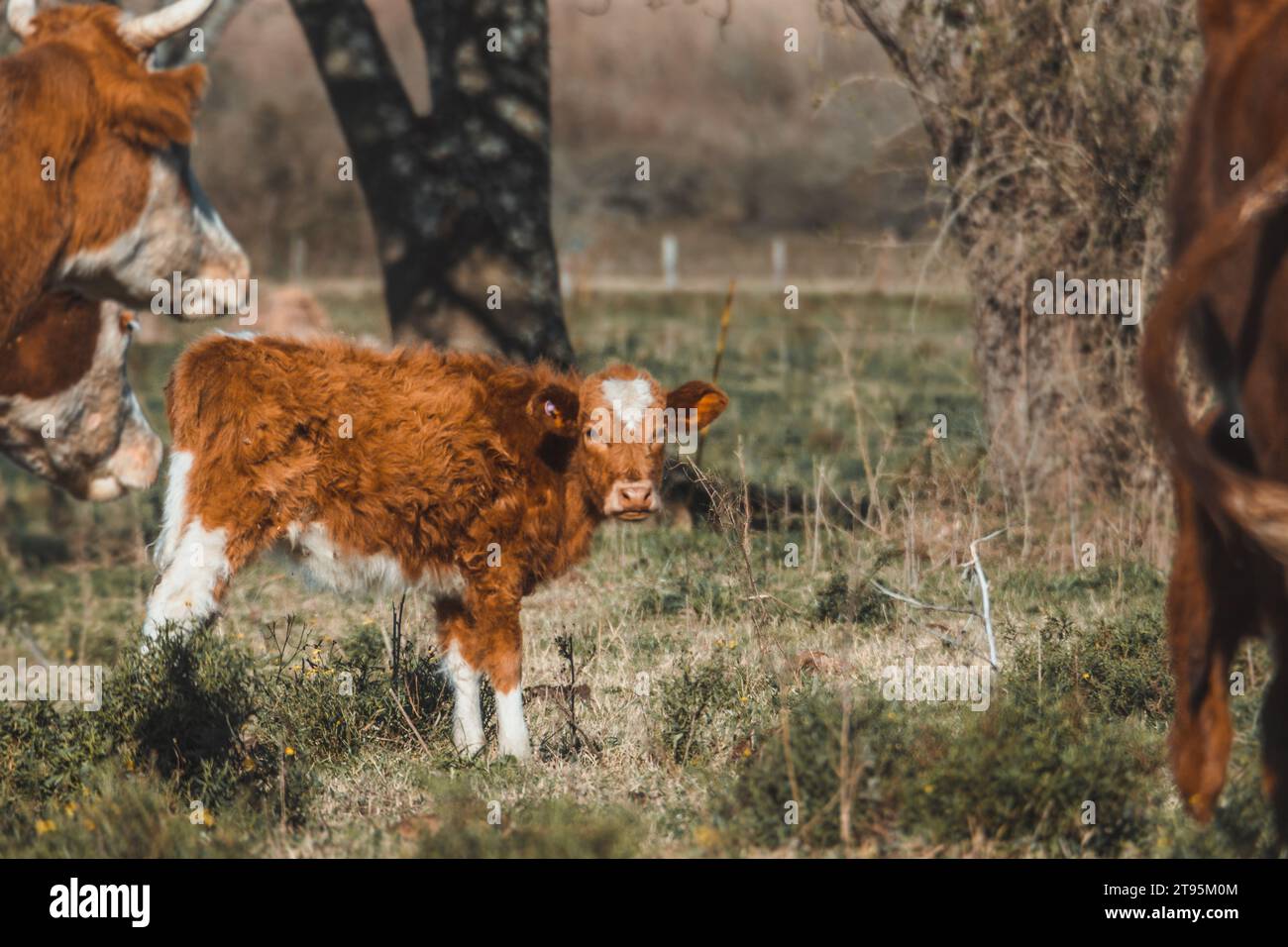 Ternarycalvespasture hi-res stock photography and images - Alamy