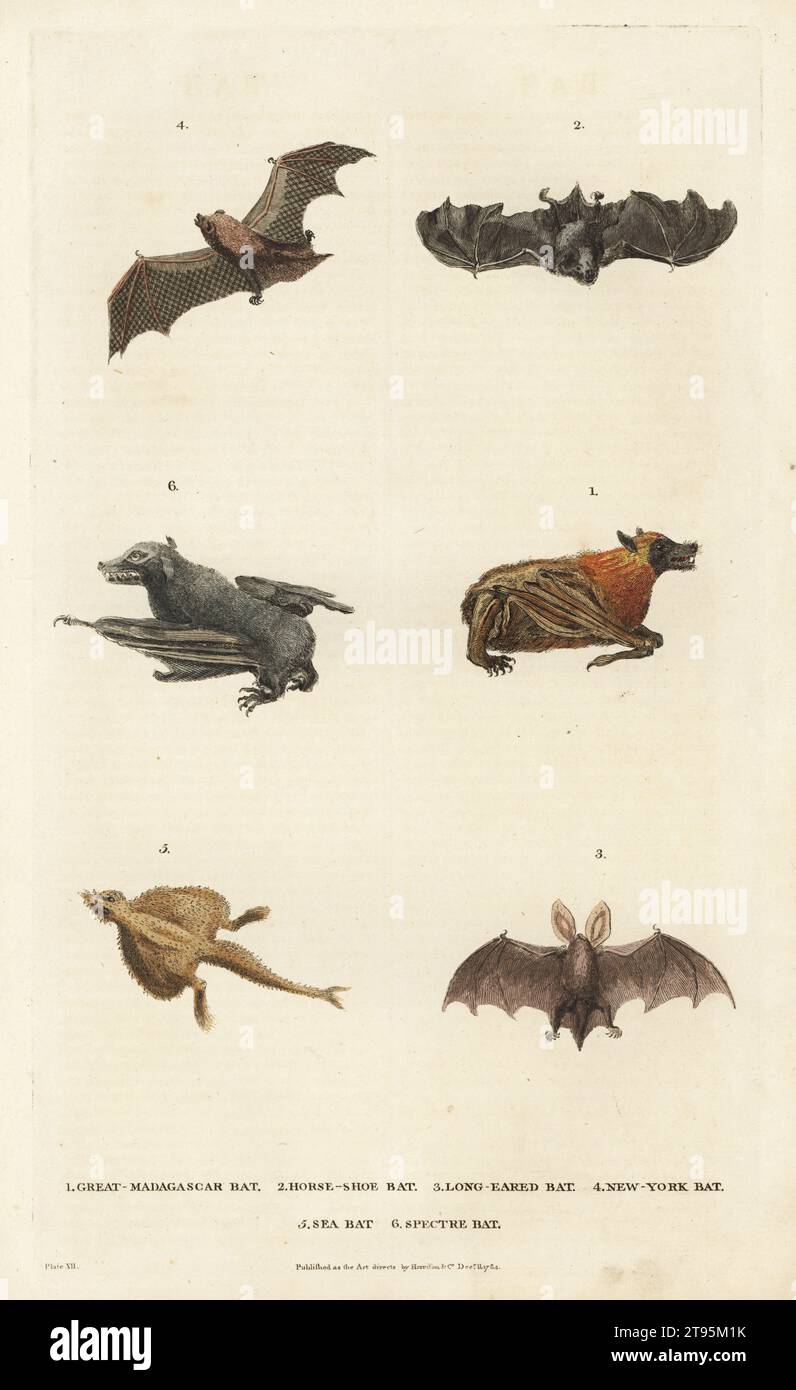 Madagascan rousette, Rousettus madagascariensis 1, horse-shoe bat ...